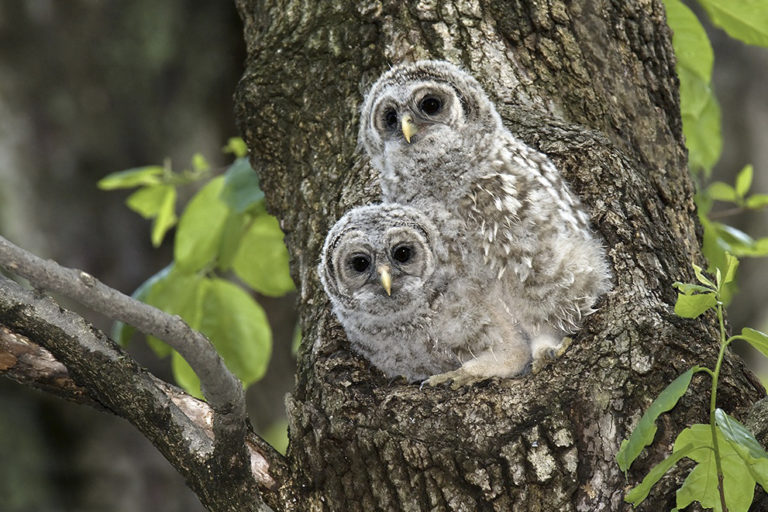 The Spotted Owl Is in Peril Again. And You Can’t Blame the Loggers ...