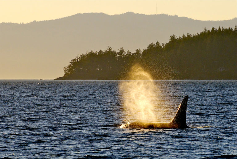 Where to See Orcas Near Seattle This Summer | Seattle Weekly