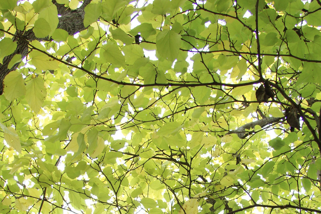 Is Seattle Doing Enough to Protect Its Tree Canopy? | Seattle Weekly