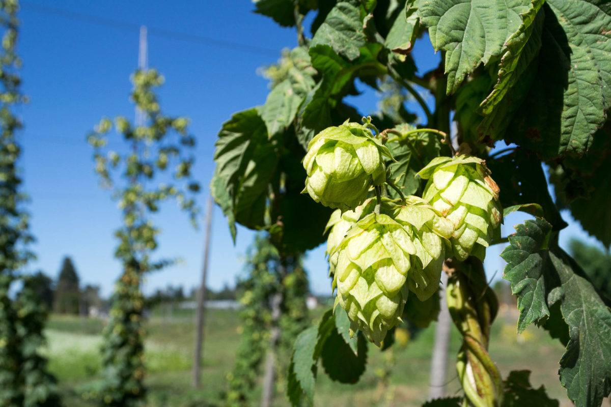The Hows and Whys of Hops | Seattle Weekly