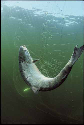 Bert Bender | Seattle Weekly