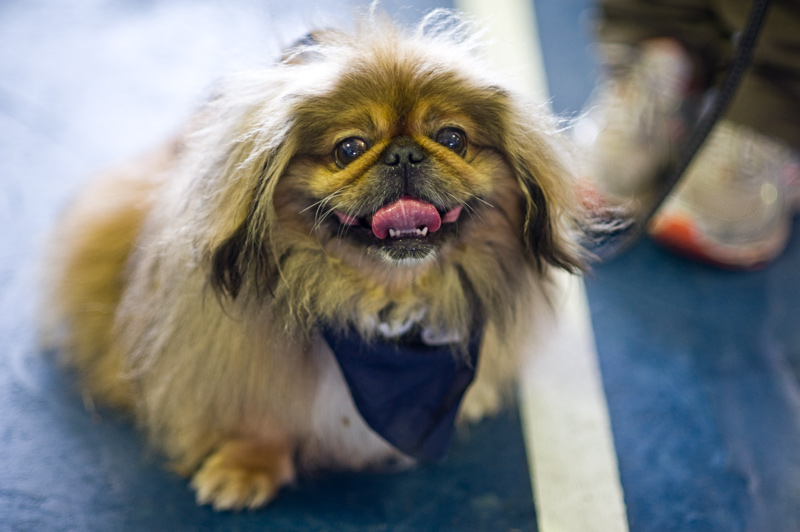 On Saturday, more than 1,000 people and pups took part in the | Seattle ...