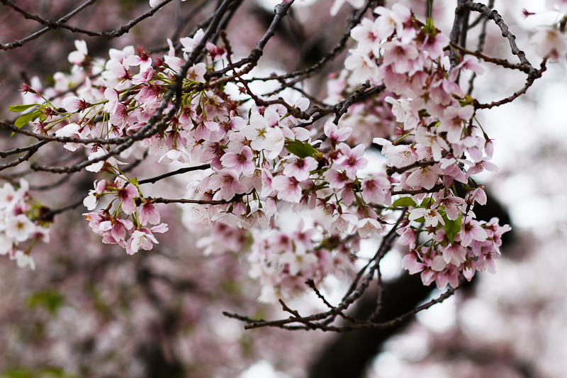 As spring slowly begins to unfold, the cherry blossoms take center ...