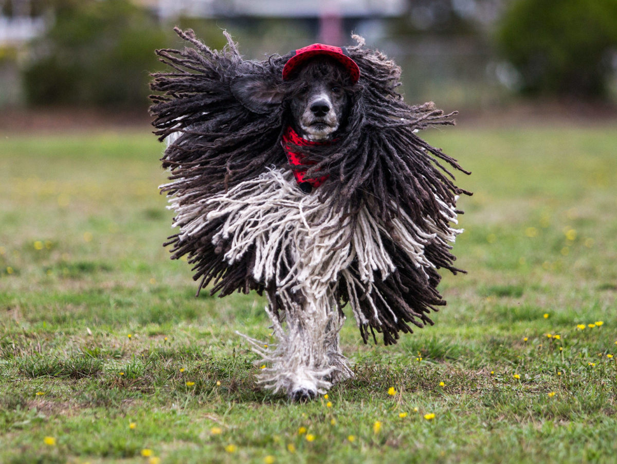 He’s a chill dog with dreadlocks — unless Led Zeppelin’s playing ...