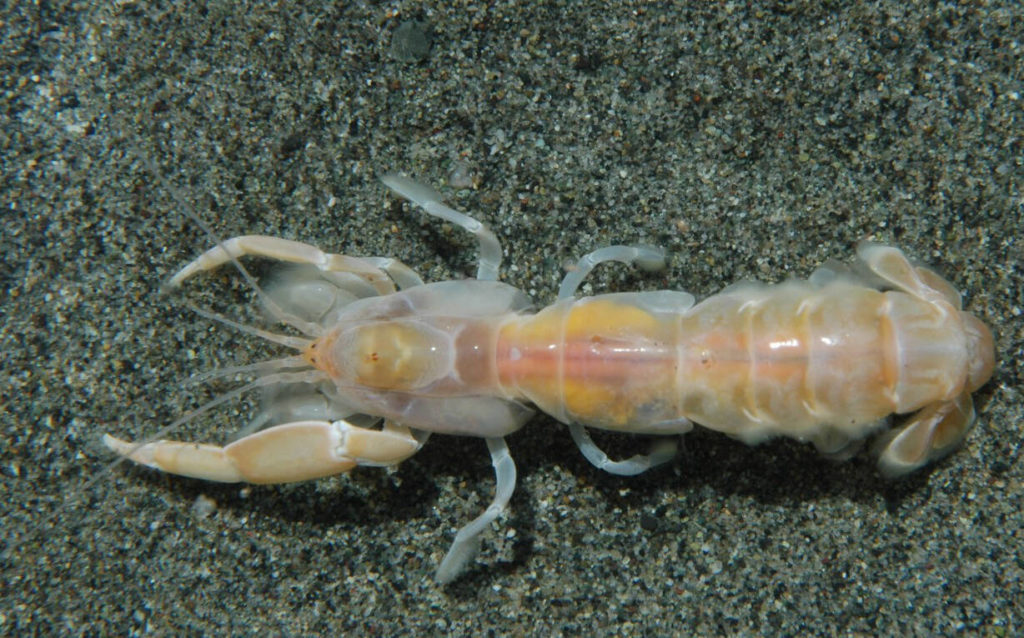 A spooky critter that burrows in the Puget Sound | Seattle Weekly