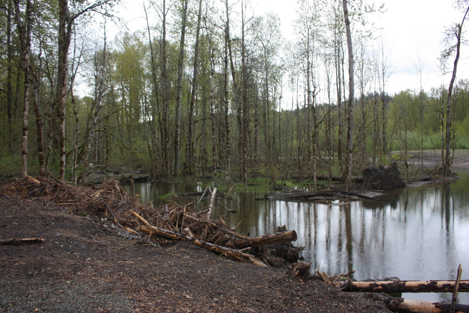 King County salmon habitat recovery projects receive state funding ...